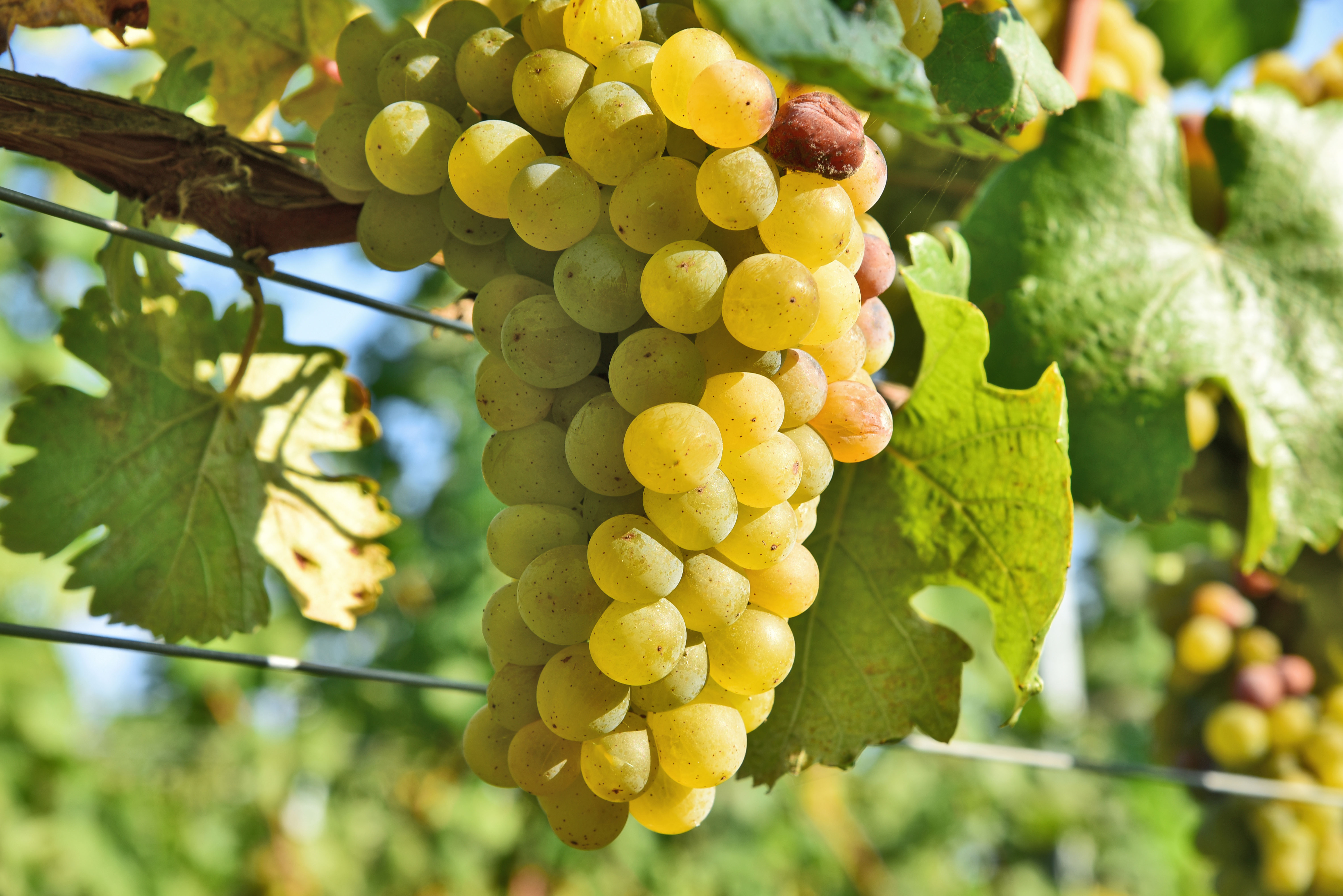 Discover the white grape varieties of DOCa Rioja - Consejo Regulador ...