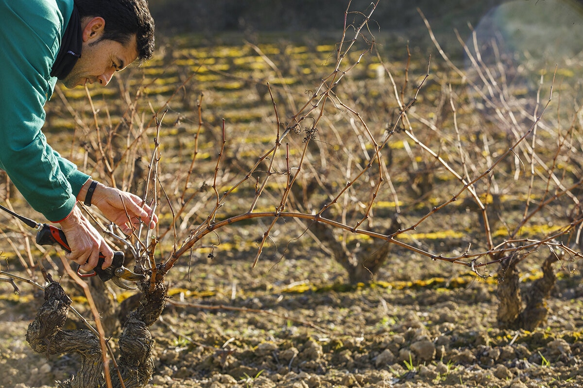Control de Calidad y Variedades de Uva Autorizadas en Rioja - Consejo ...